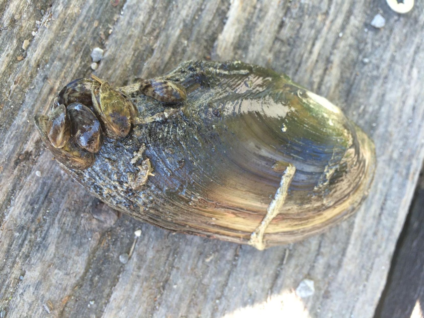 Muscheln Züchte | Muscheln Für Gartenteich – FDOMF