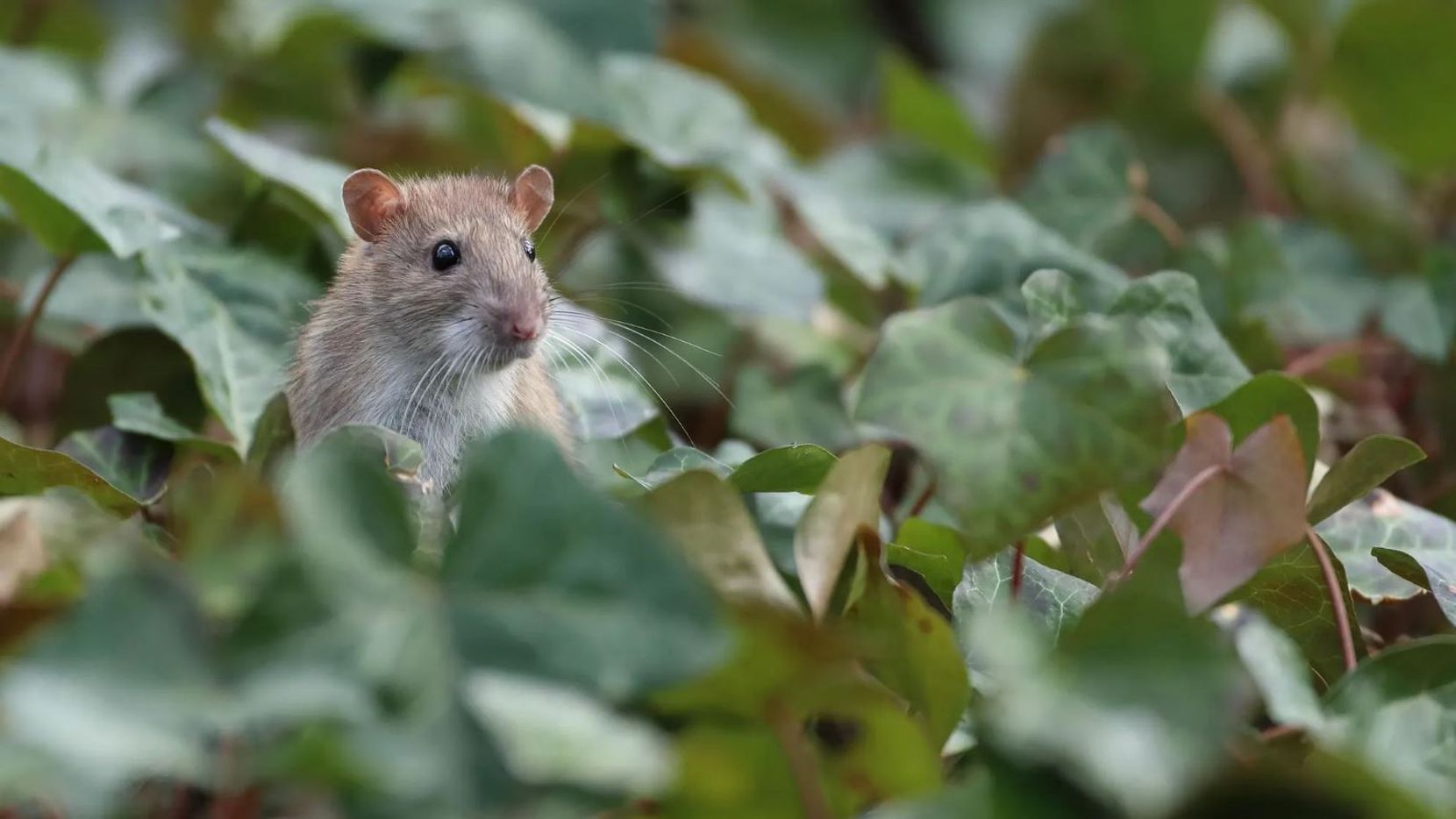 Ein Swimmingpool für Wanderratten | Züriost