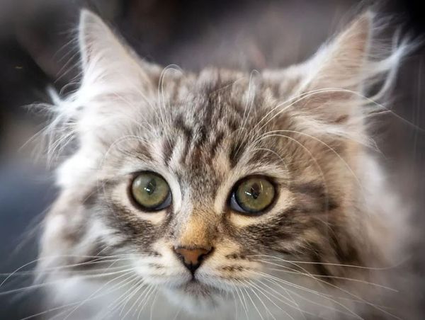 Mit Chip- und Kastrationspflicht gegen Vermehrung von Katzen | Züriost